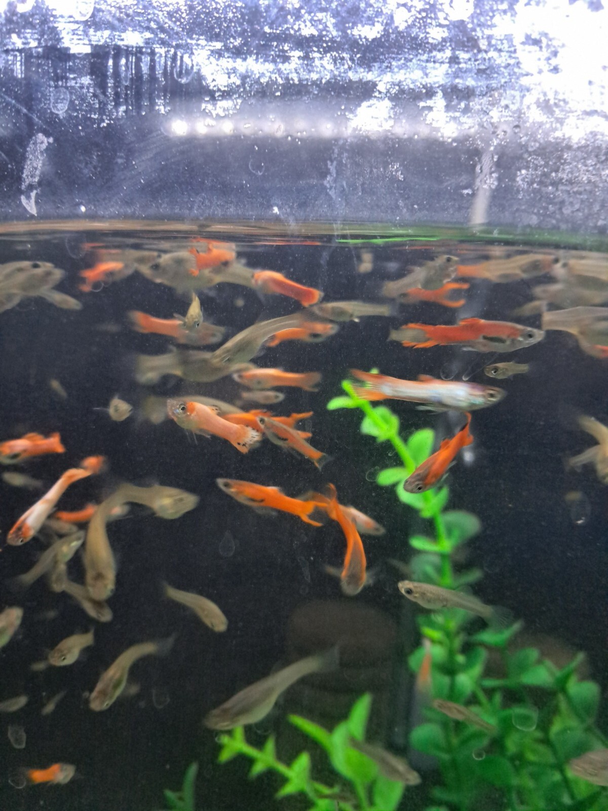 Red Chili Endlers, 4 Breeding Pairs | eBay