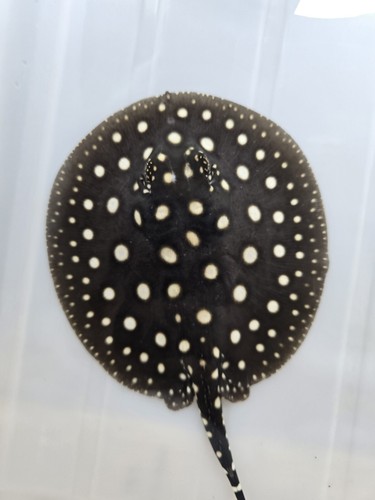 Black Diamonds Stingray 5-5.5" Live Freshwater Tropical Fish (Female ...