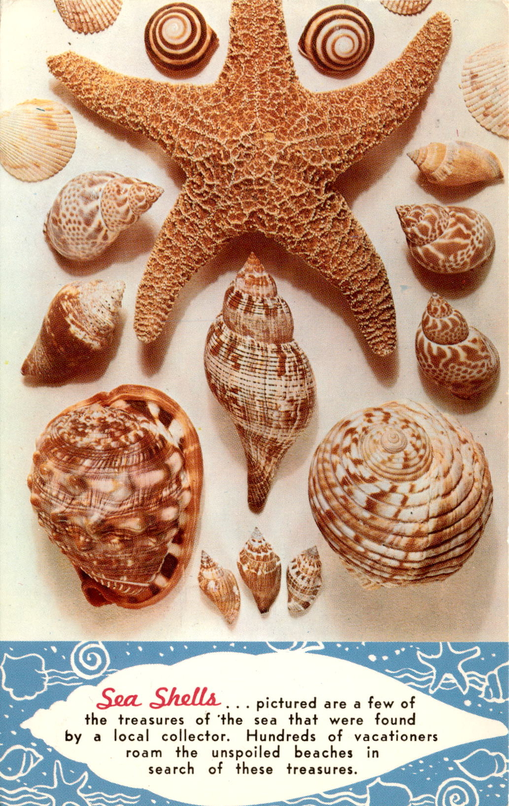 Sea Shell Collection from Unspoiled Beaches - Variety of Shapes ...