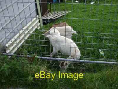 Photo 6x4 Goats beside Ynysfeio Ave Pen-yr-englyn Treherbert c2008 ...