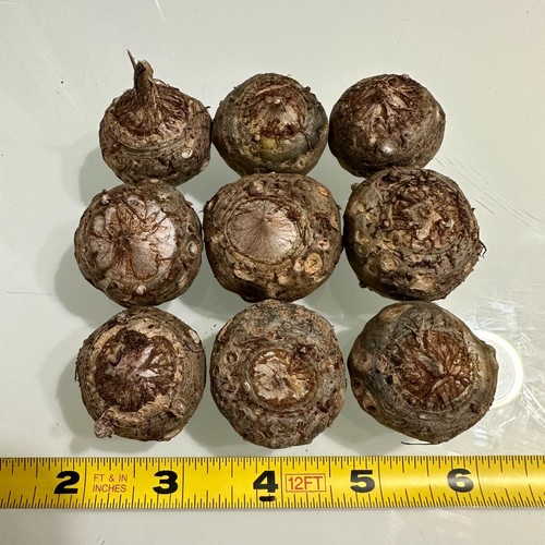 (2) Sauromatum Venosum Voodoo Lily Corpse Flower Amorphophallus Bulbs ...