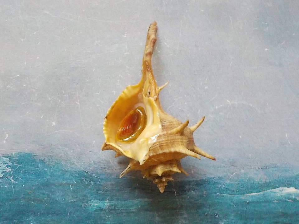 MUREX BOLINUS BRANDARIS , 81.41 mm , from GREECE | eBay UK
