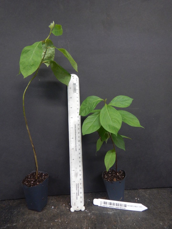 American Common Persimmon Tree~Diospyros virginiana~Well Rooted Starter ...