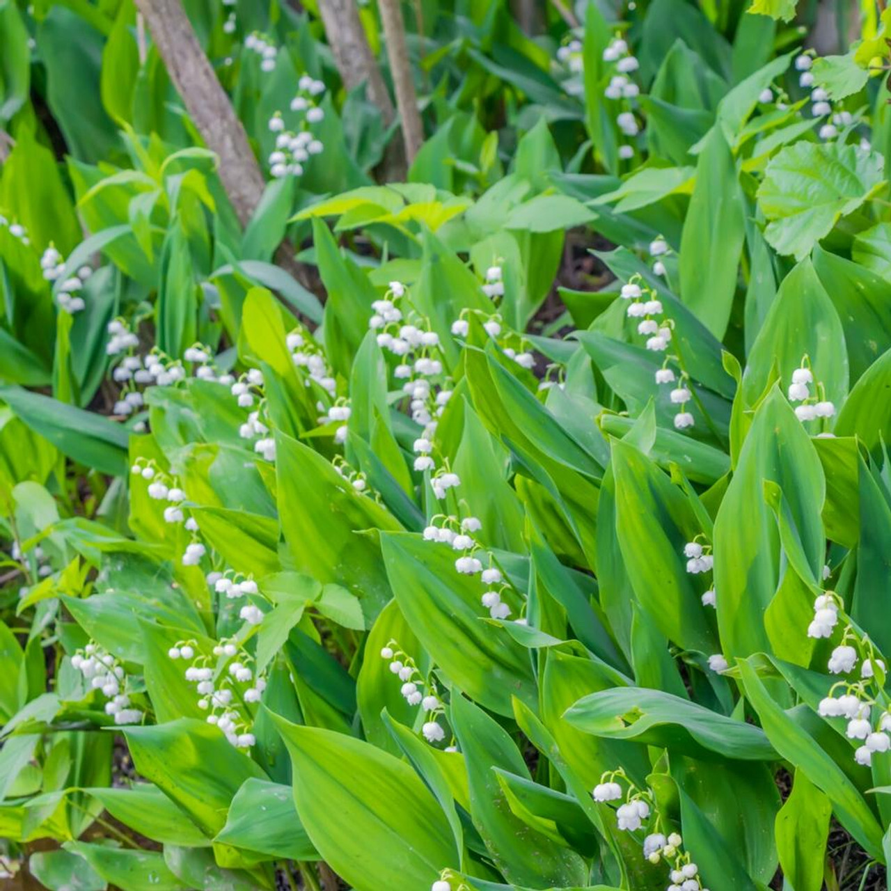 LILY OF THE VALLEY~CONVALLARIA MAJALIS~LIVE PLANTS~ROOTED PIPS~FRAGRANT ...