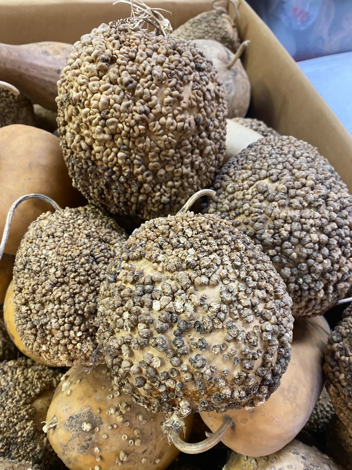 WARTY GOURDS GROUP OF 10 GOURDS (WASHED AND DRIED ) | eBay