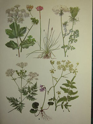 VINTAGE BOTANICAL BOTANY PRINT ~ WILD PARSNIP WILD CARROT HOGWEED SEA ...