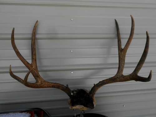29 2/8 wide 5x5 MULE DEER RACK antlers whitetail sheds taxidermy mount ...