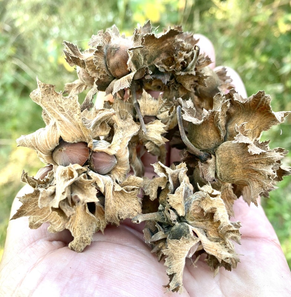 25 American Wild Hazelnut Tree Nut Seeds 2024 ORGANIC Non-GMO USA ...