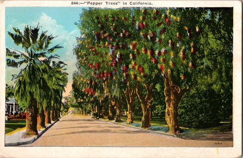 Vtg Postcard California Pepper Trees, Postmarked 1935, San Pedro ...