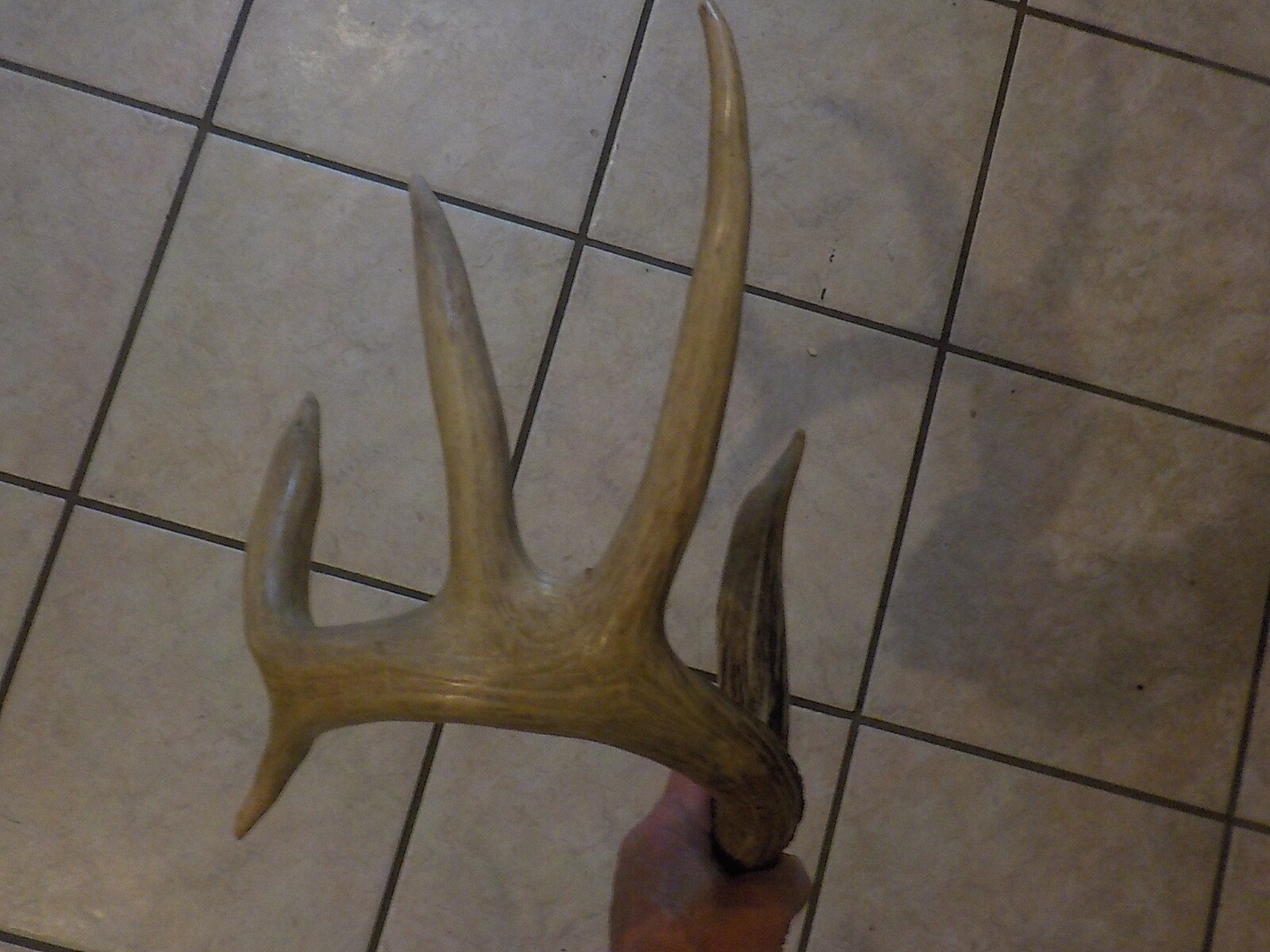 MASSIVE 2.4 LB HAMMER DROP TINE WILD SHED WHITETAIL DEER ANTLER HORN ...