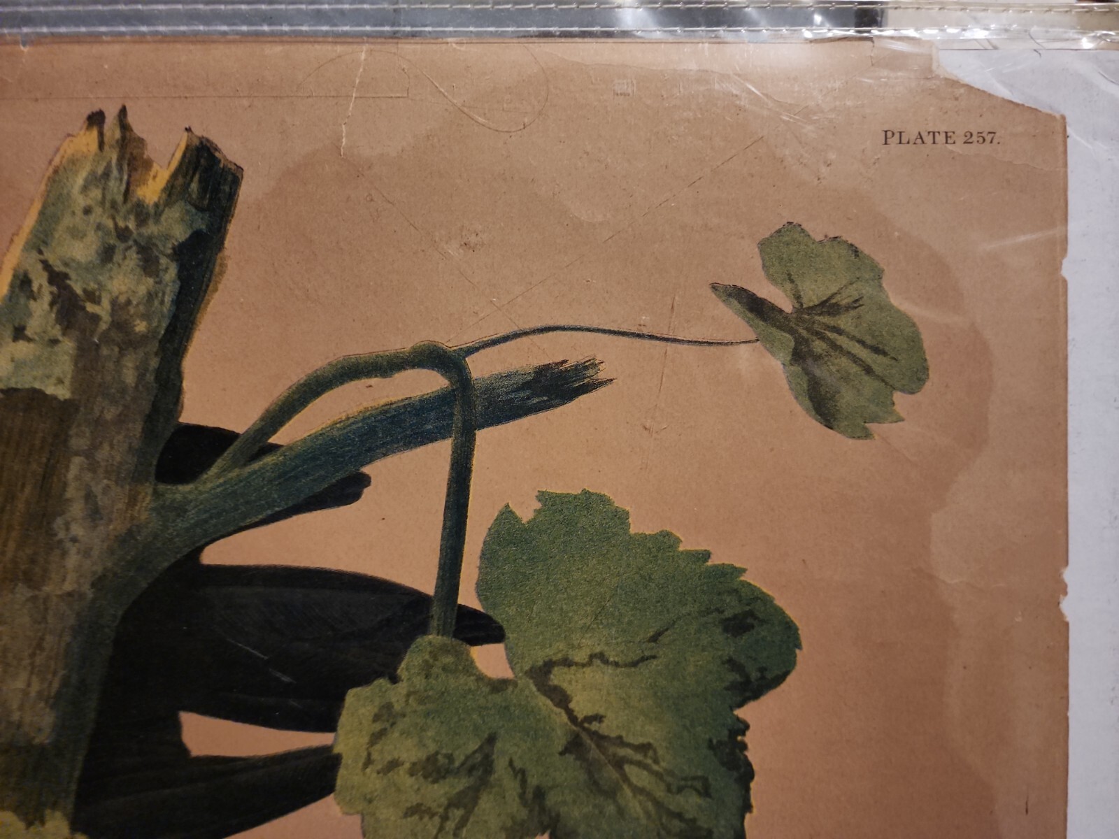 Double Elephant Folio Pileated WOODPECKER AUDUBON BIEN ed. Original ...