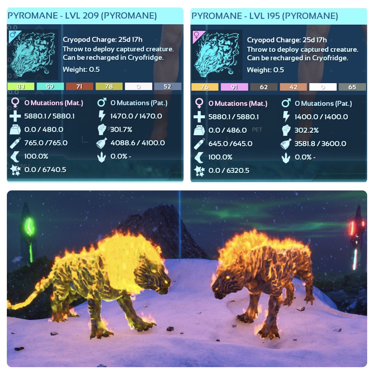 Ark Survival Ascended Official PVE Breeding Pair Of High Level PYROMANE ...