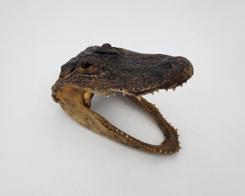 Alligator Head 8 Inches Genuine Real Taxidermy American Gator Florida ...