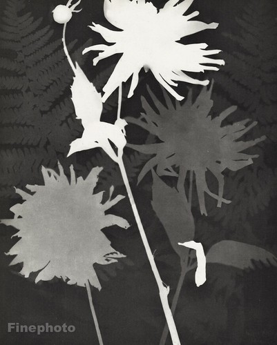 1925 Original MAN RAY Rayogram Surreal Flowers Botanical Photo Gravure ...
