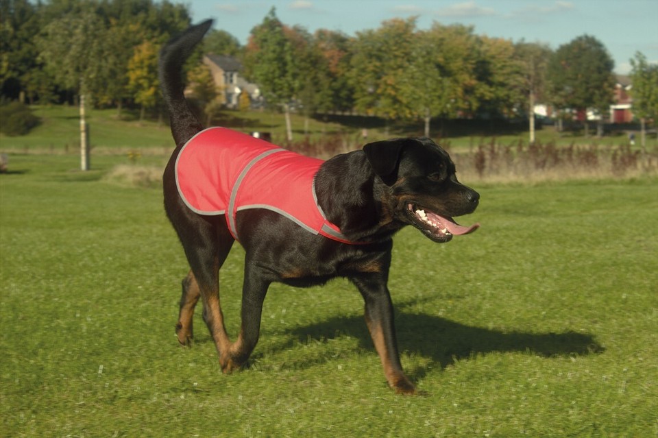 Personalised High Vis Dog Coat Custom Printed Hi Viz Pet Safety Vest ...