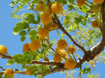 goldenball leadtree, littleleaf leadtree (Leucaena retus)—20 seeds ($3. ...