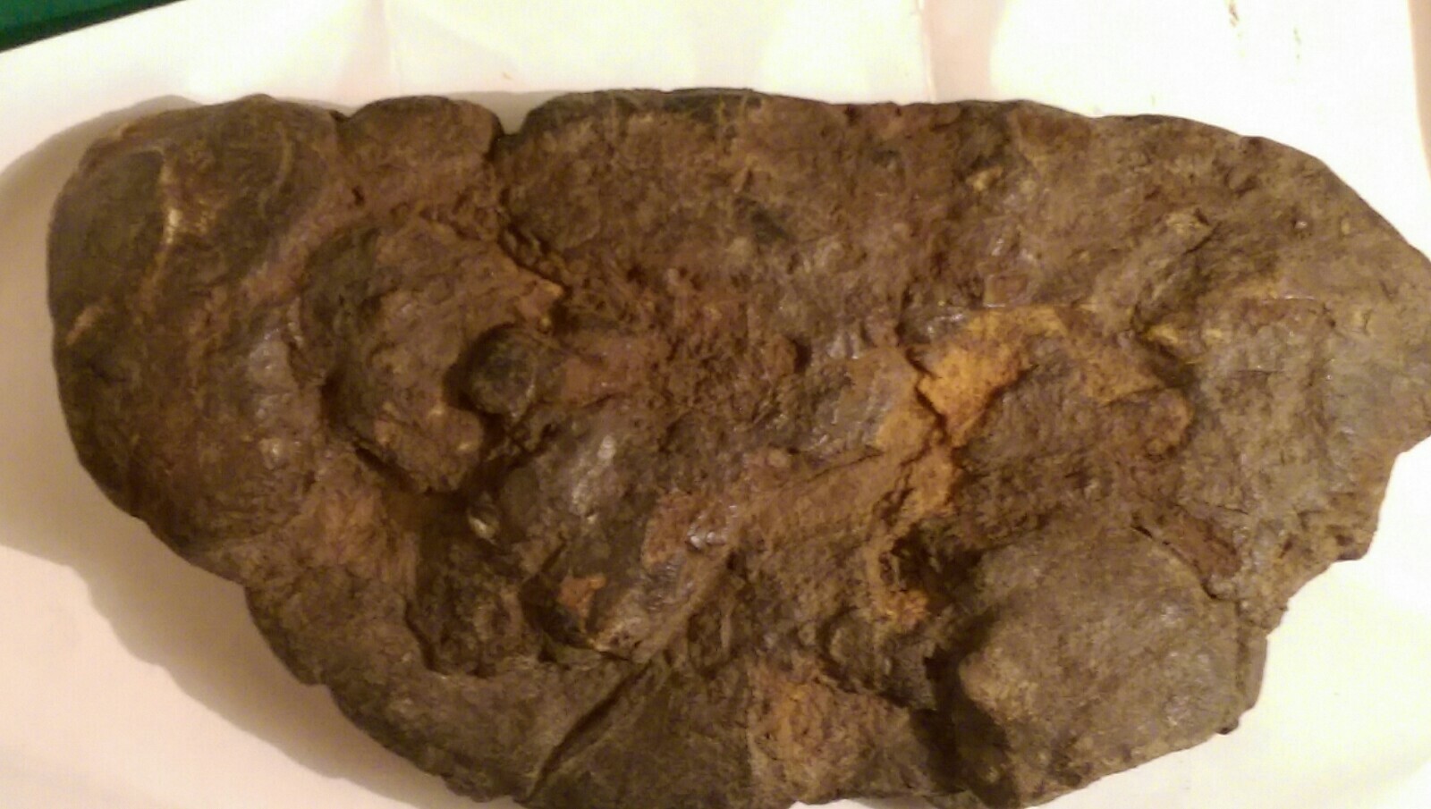 Whole Baby Dinosaur Fossil Hadrosaur Fetus Hatching Hell Creek USA in ...