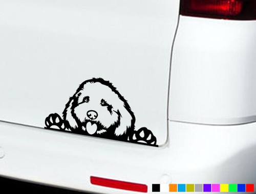 COCKAPOO CAR STICKERS DECALS BUMPER WINDOW VINYL FUNNY LAPTOP NOVELTY ...