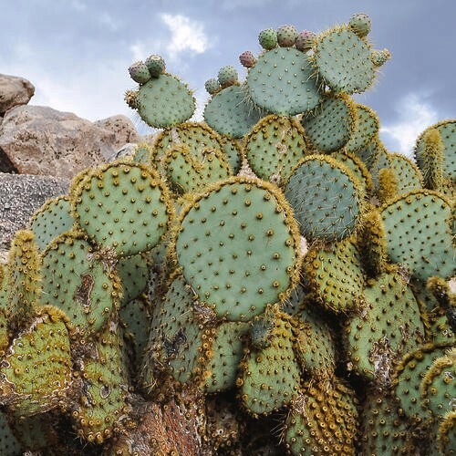 Pancake Prickly Pear Cactus In The Desert