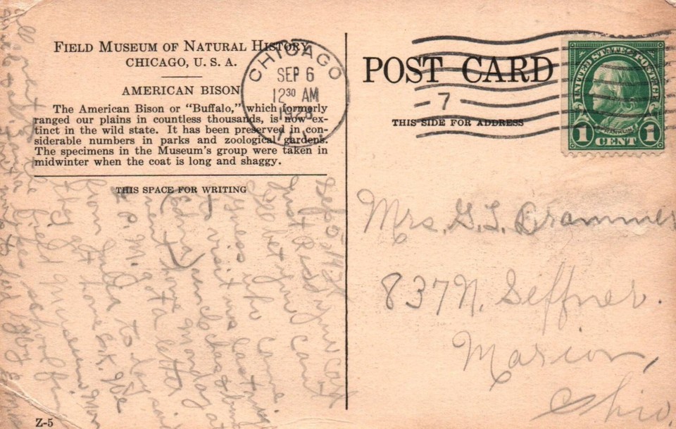American Bison Field Museum of Natural History Postcard | eBay