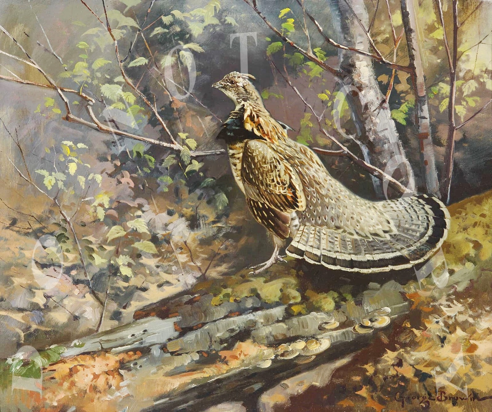 BEAUTIFUL MALE RUFFED GROUSE HUNTING 8X10 PHOTOGRAPH PRINT #2 | eBay