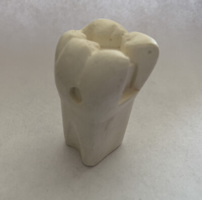 Dentistry - Model