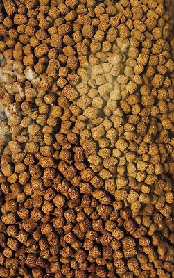 40 lbs Jumbo Pellet Koi Chow -Multiple Species Fish Food Feed PKF | eBay