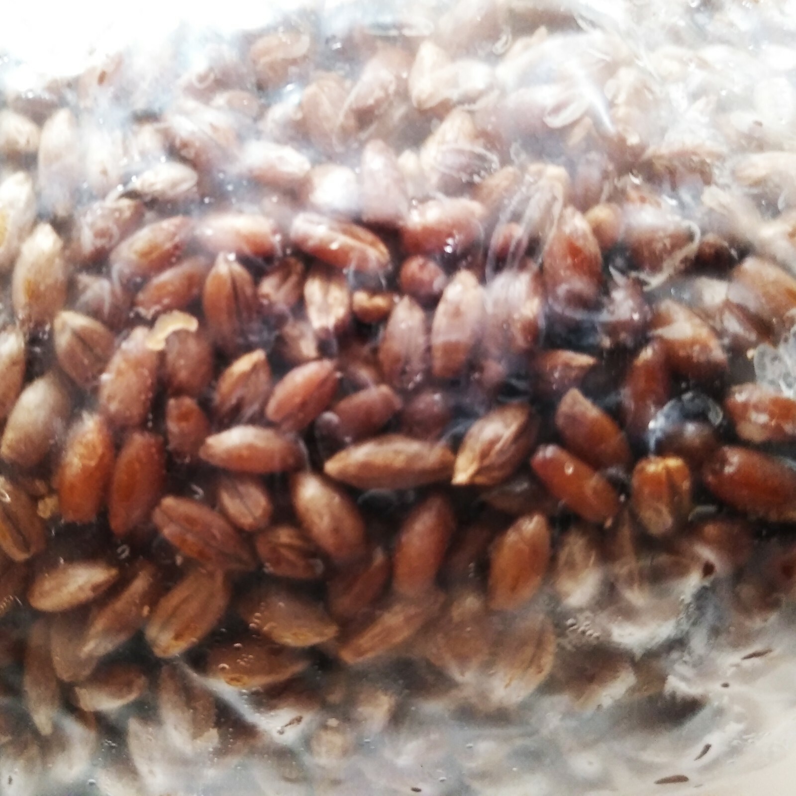 18 x 1 lb. Sterilized Rye Berries Mushroom Substrate Bags for Grain ...