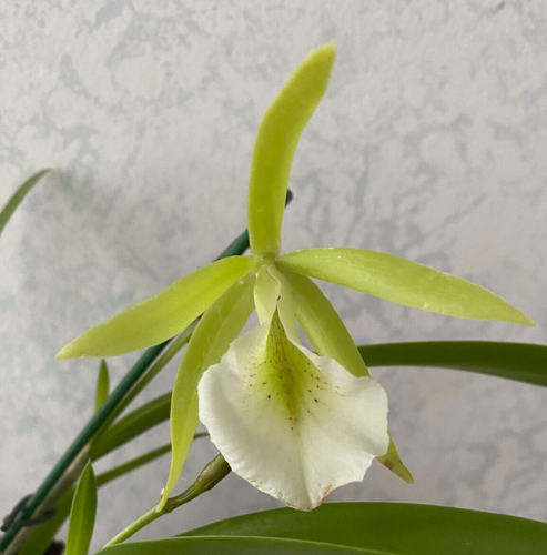 Orchid Plant Pcv. Key Lime Stars In Double Spike | eBay