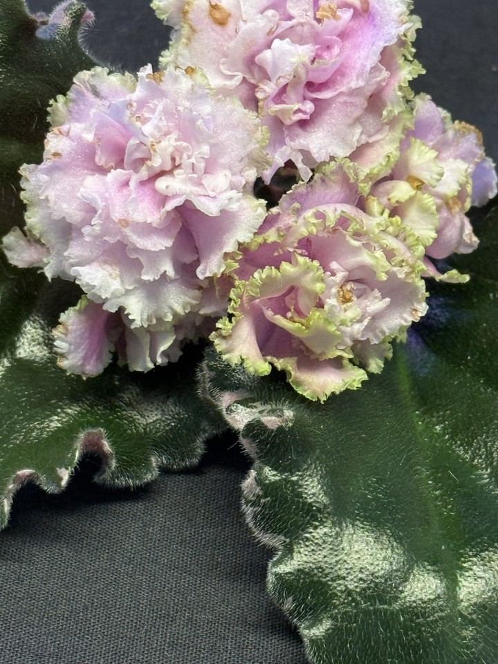 AFRICAN VIOLET PLANT WRANGLER'S GAUDY LADY STANDARD | eBay