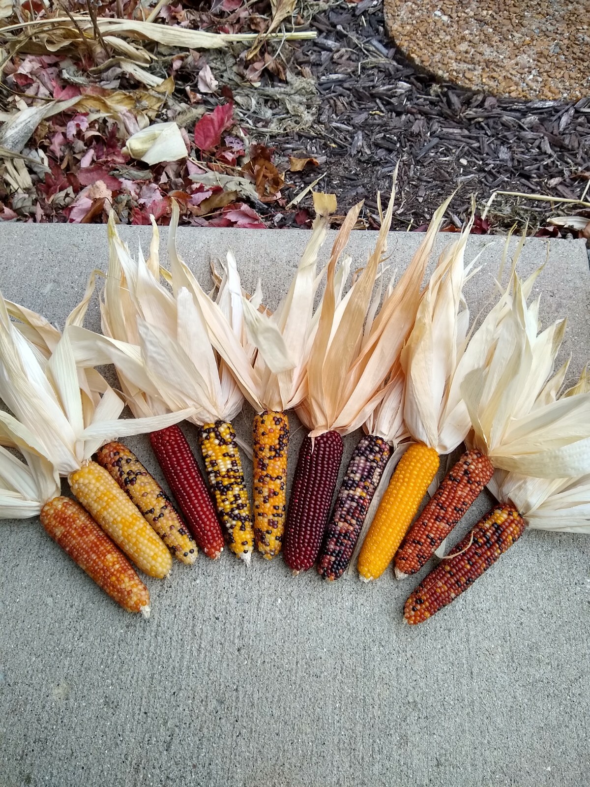 Mini Indian Corn, 4" to 5" Length, 10, 20, 30 and 50 count, FREE ...