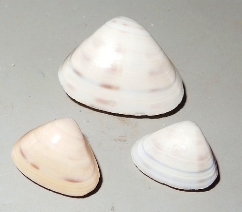 Tivela sp. - VENERIDAE - Senegal Sea Shell - set of 3 - F++ - #6036 ...