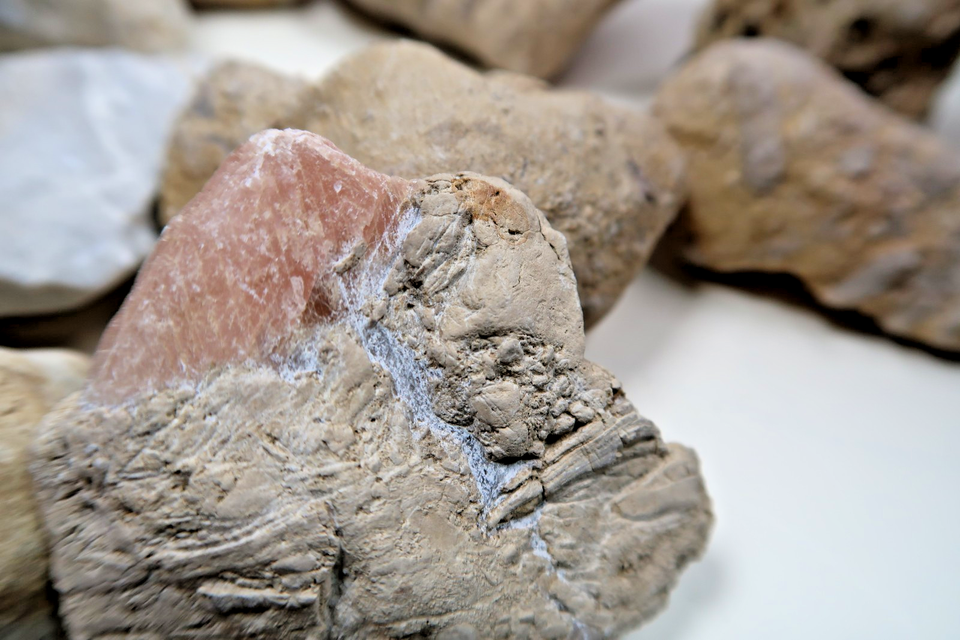 Lot /Collection #4 - FOSSILS ROCKS+ from Sandy Creek, Ohio - 10 ...