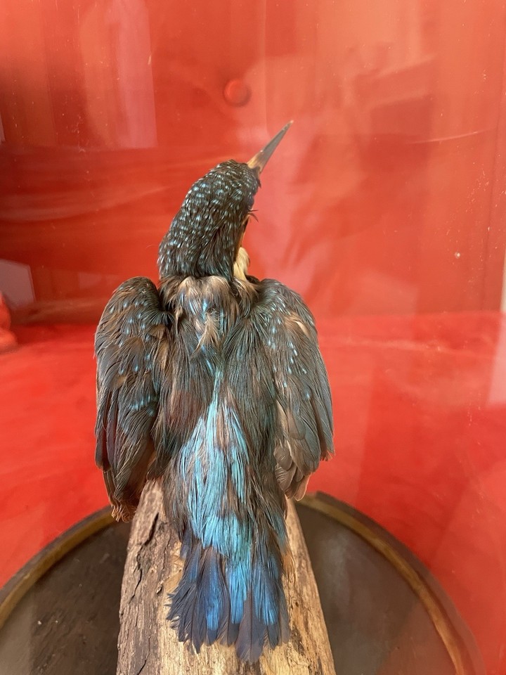 Stunning Taxidermy Example Of A Kingfisher On Log In Glass Dome. | eBay UK