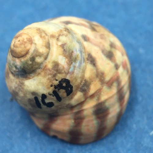 #2 Oxystele tabularis 15.3mm W/O Natal, South Africa | eBay