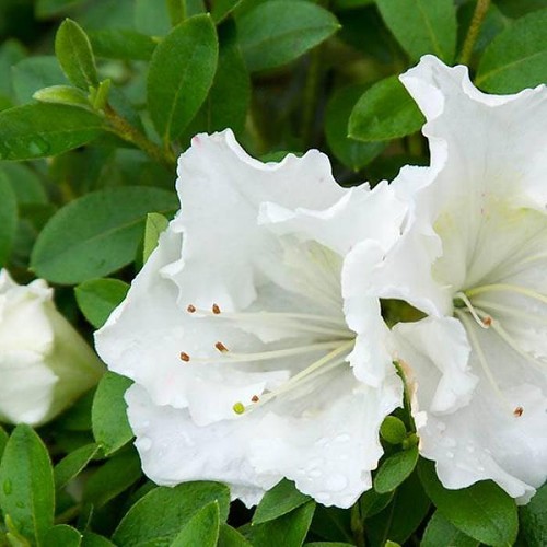 ( 1 ) - Gumpo White Dwarf Azalea - Starter Plant ( M ) ( 1 live plant ...