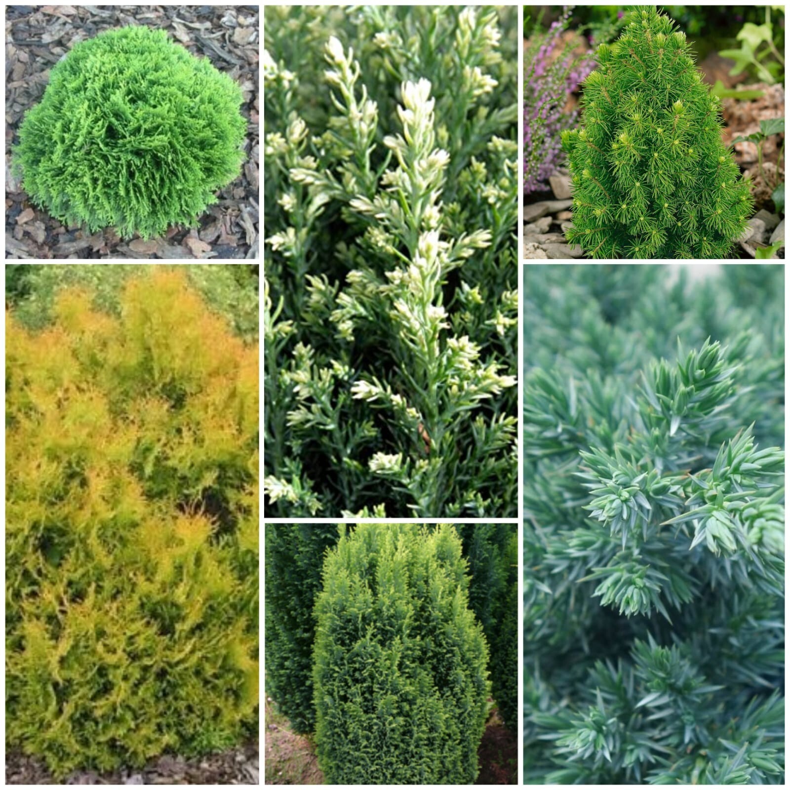 12 Dwarf Conifers, Ornamental Dwarf Conifers, Compact Conifers, 9cms ...