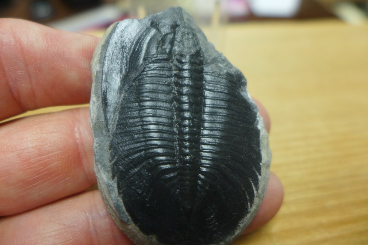 Orygmaspis Contracta Trilobite Upper Cambrian For Sale Killer Cambrian