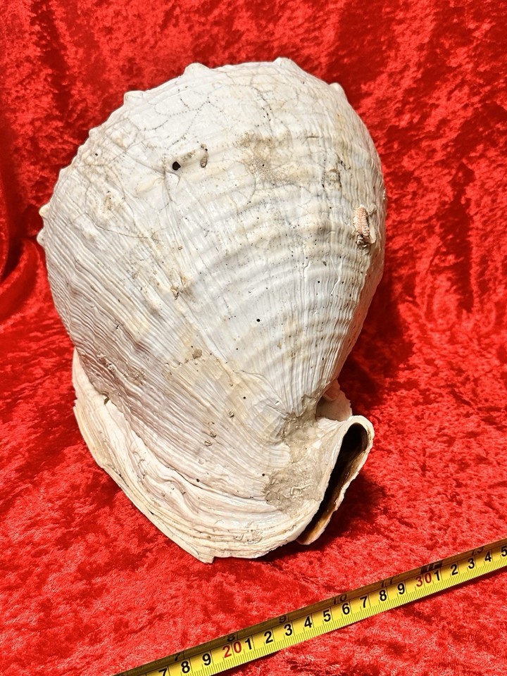 Queen Emperor Helmet Shell Large Seashell Natural Conch 12” Long 9 ...