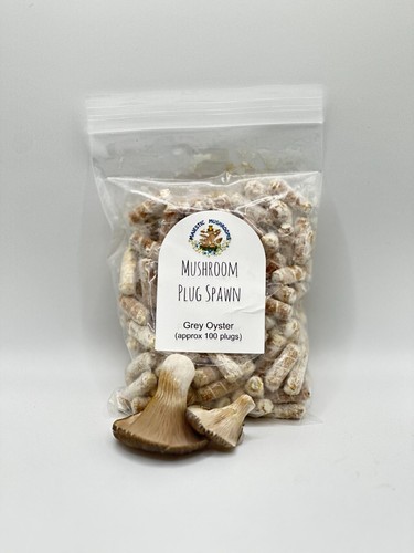 Grey Oyster Mushroom Plug Spawn 100X -FREE USA shipping | eBay