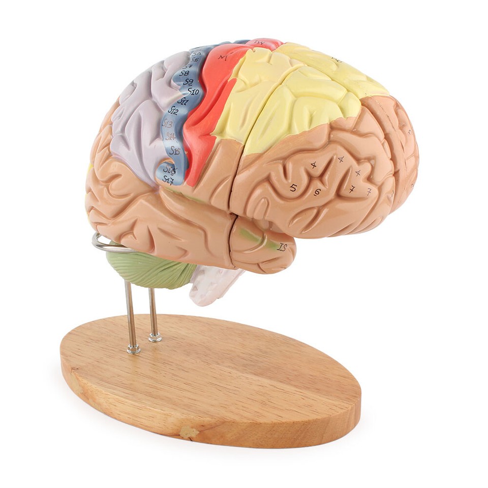 Medical Anatomical Human Brain Model Anatomy Cerebral Cortex Brain ...
