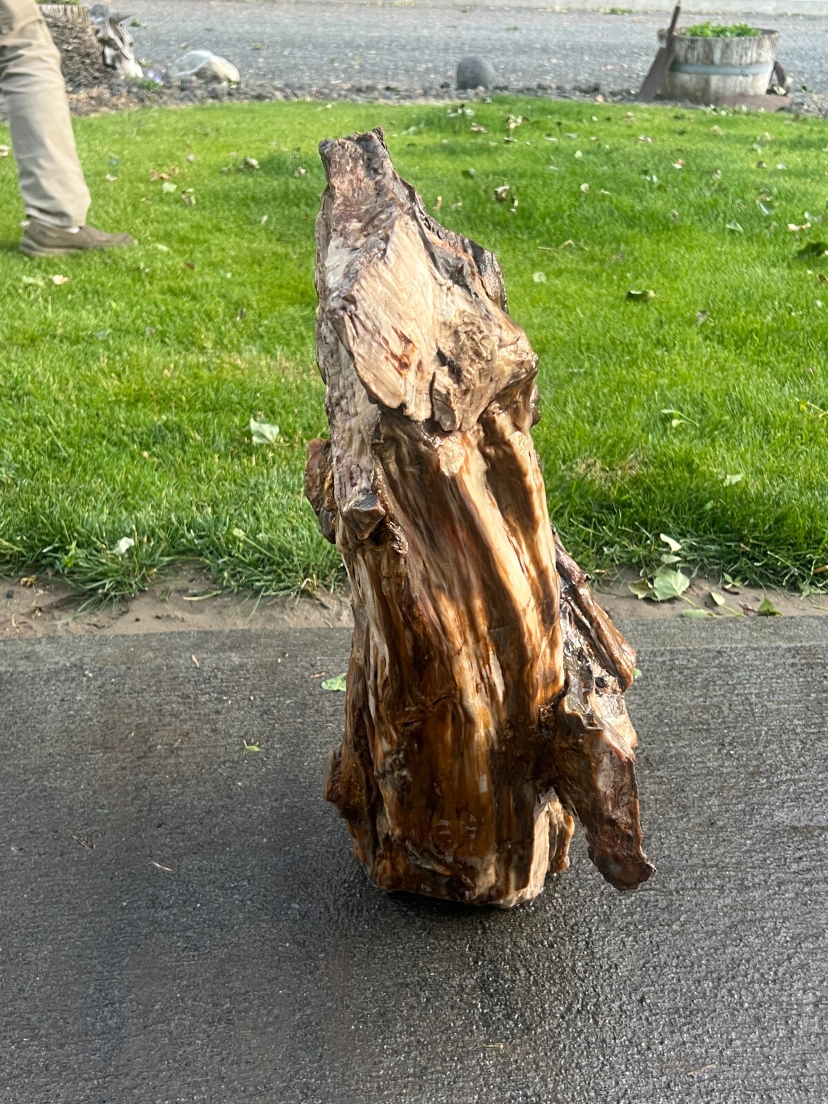 76 lb agatized petrified wood root ball very rare one of a kind ...