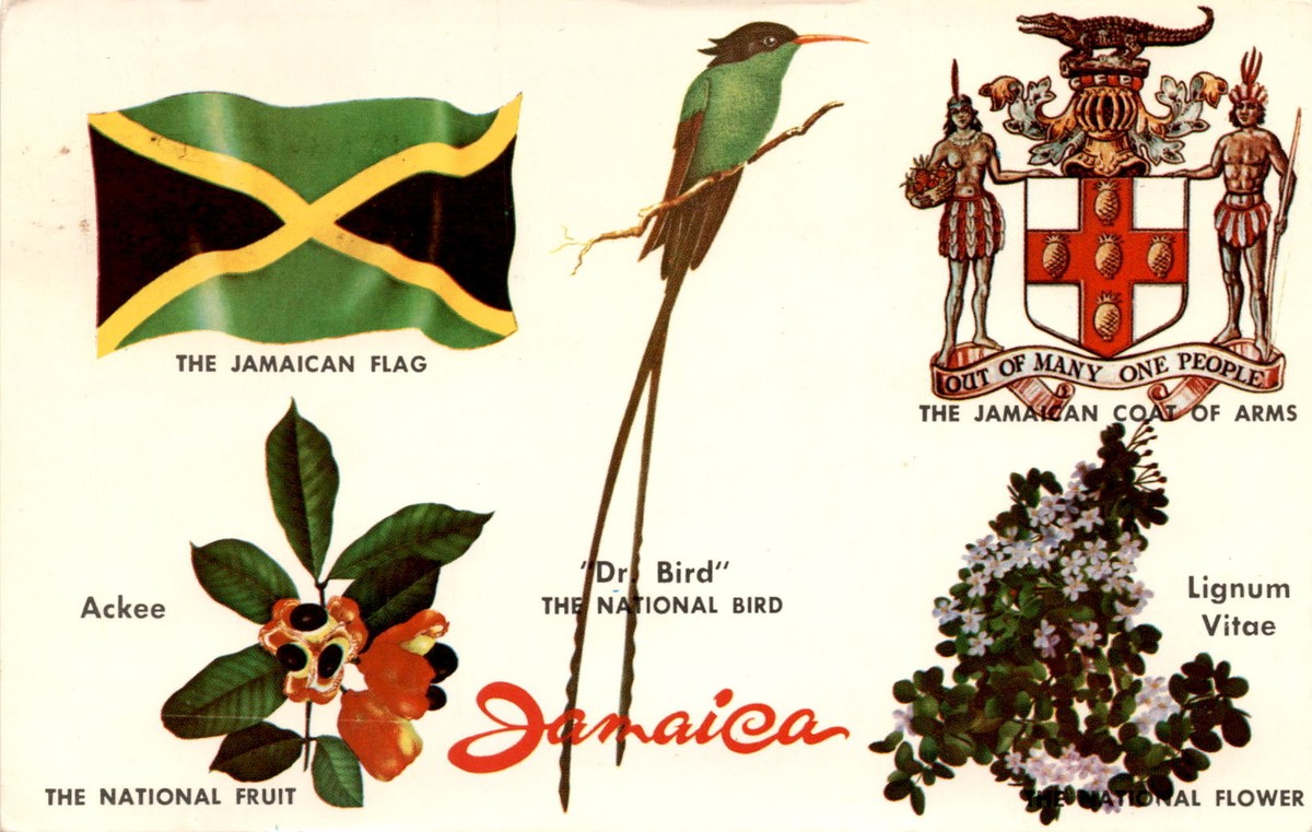 Jamaican National Symbols Bird The Doctor Bird Jamaica Yardie,