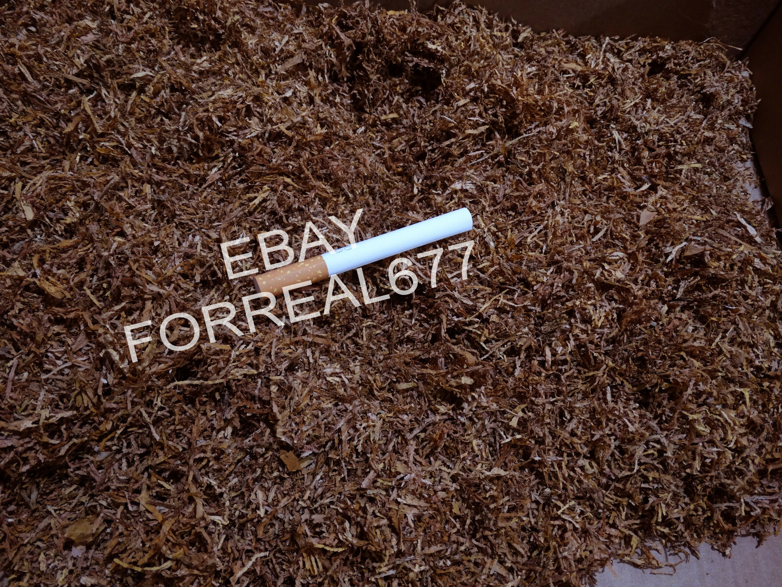 LOUISIANA PERIQUE TOBACCO 1000+ SEEDS FRESH 2024 HARVEST Instructions ...