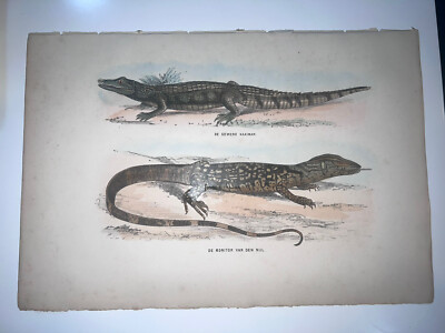 1864 Antique Hand Colored Lithograph Burgersdijk Fine Reptile Caiman ...