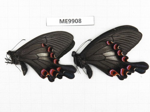 Papilio syfanius kitawakii. Yunnan, Xiangerila, Weixi county. 2M ...