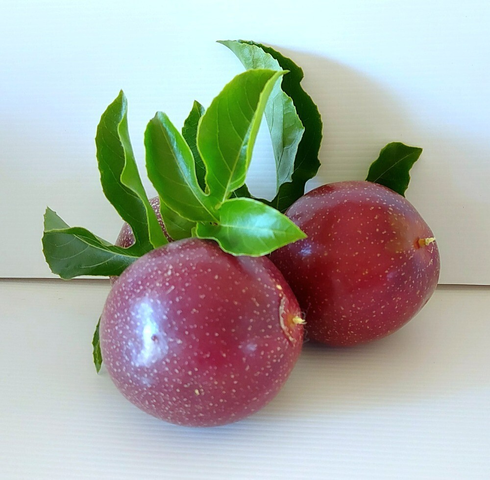 10 x PANAMA RED PASSIONFRUIT SEEDS-EASY GROW-CLIMBER-SWEET FRUIT-VINE ...