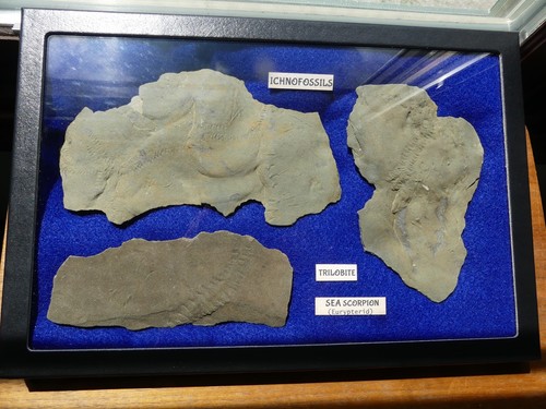 Ichnofossil Trilobite Tracks and Sea Scorpions (Eurypterid) 3 pcs in ...