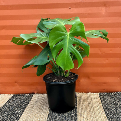 Large Monstera Deliciosa Tropical Split Leaf Plant 10" Pot Indoor ...