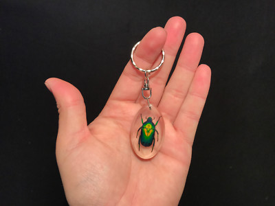 Entomology Insect Gift Keychain Resin Heterorrhina sexmaculata!! | eBay UK